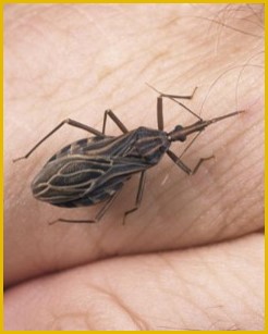 American Trypanosomiasis (Chagas Disease)