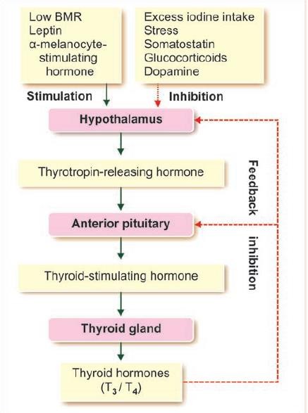 Thyroid Disorders
