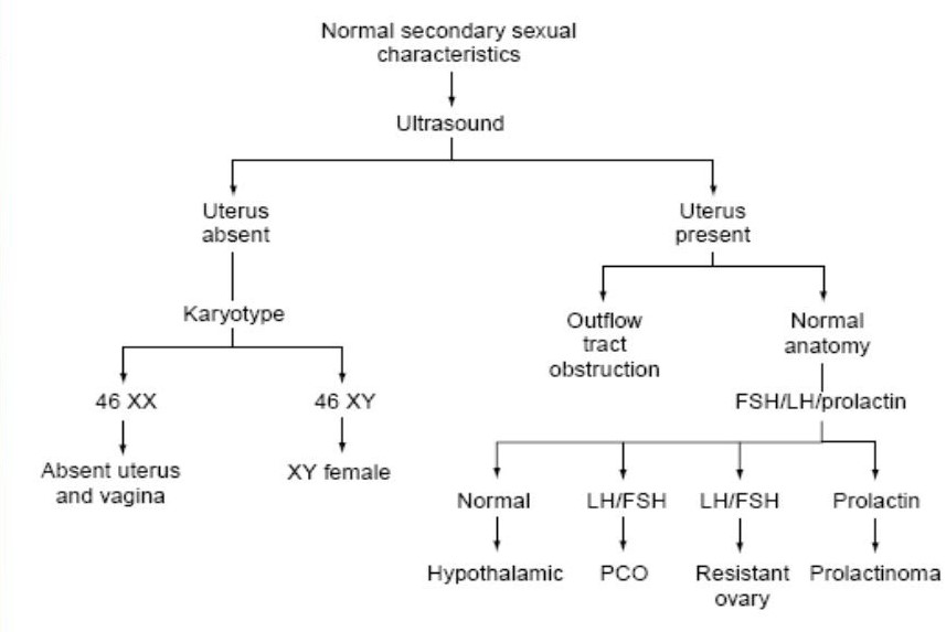Amenorrhea - Primary and Secondary