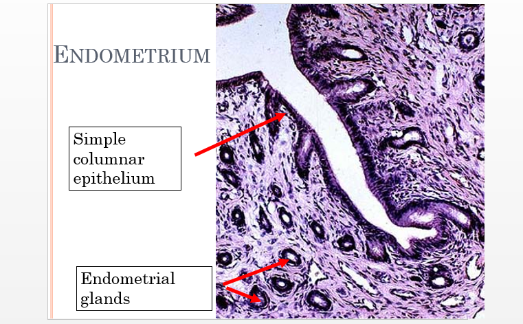 Anatomy of the Female Genital Tracts; Abnormal Development