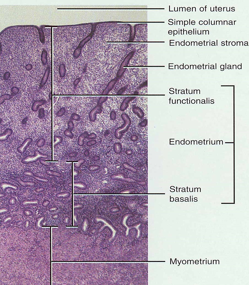 Anatomy of the Female Genital Tracts; Abnormal Development