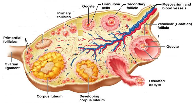 Anatomy of the Female Genital Tracts; Abnormal Development