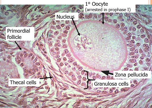 Anatomy of the Female Genital Tracts; Abnormal Development