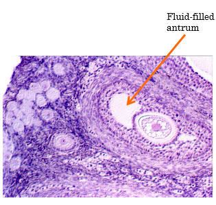 Anatomy of the Female Genital Tracts; Abnormal Development