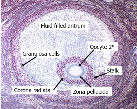 Anatomy of the Female Genital Tracts; Abnormal Development