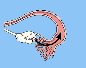 Anatomy of the Female Genital Tracts; Abnormal Development