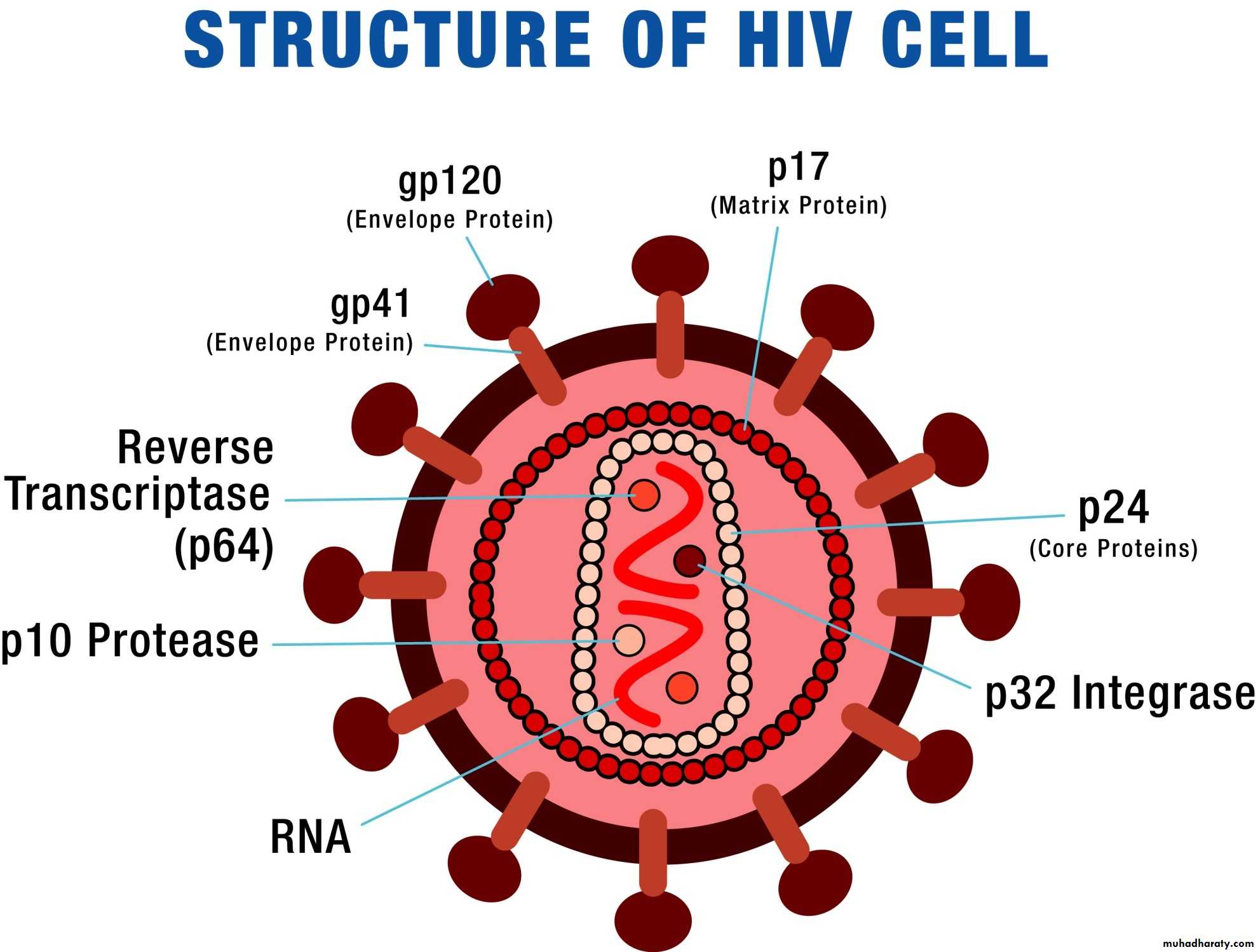 HIV/AIDS in Obstetric and Gynecological, Practice, Including PMTCT