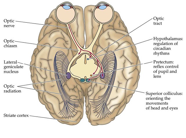Strabismus