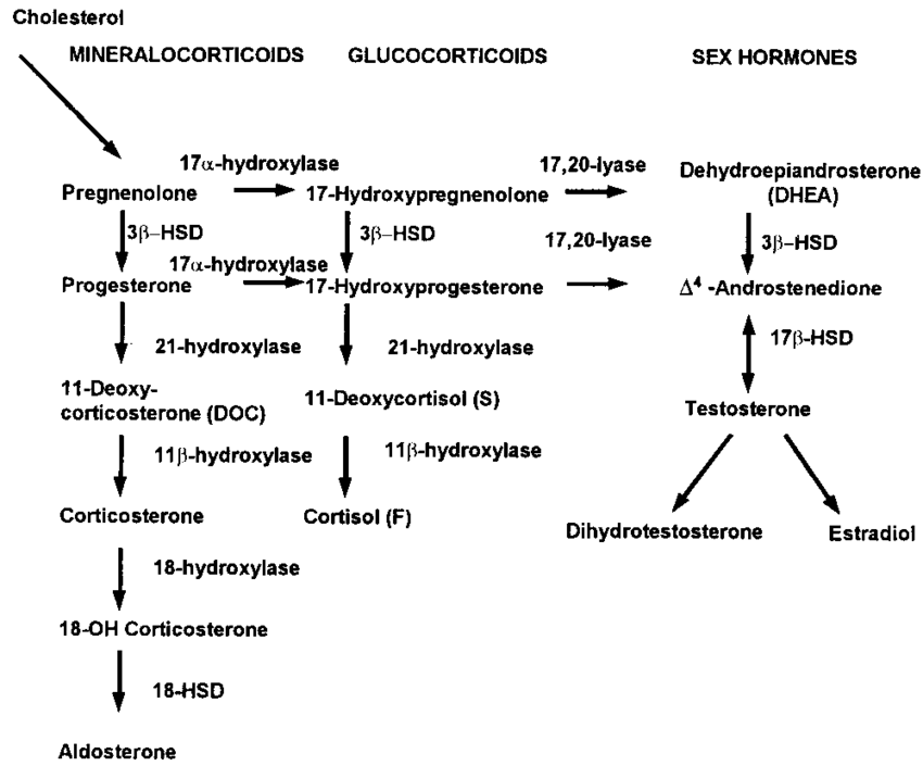 Congenital Adrenal Hyperplasia