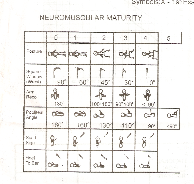 Physical Examination of The Newborn